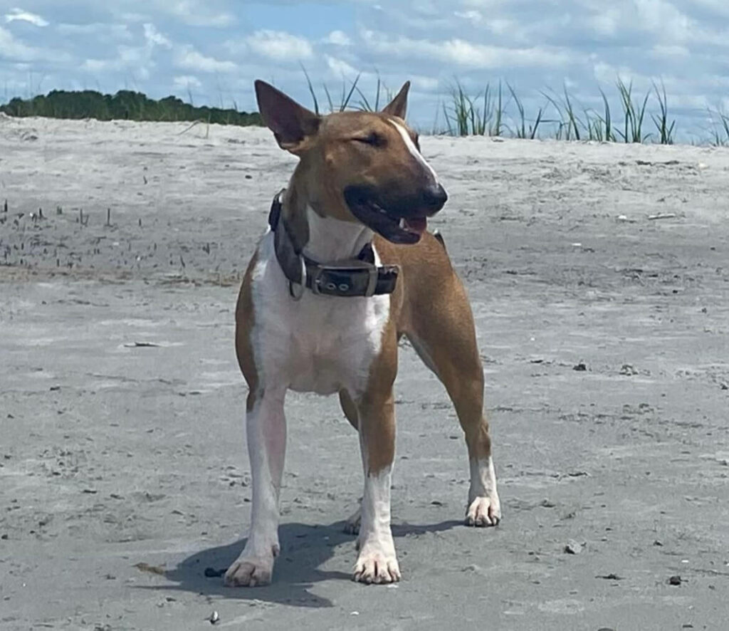 Patient Gallery - Topsail Animal Hospital