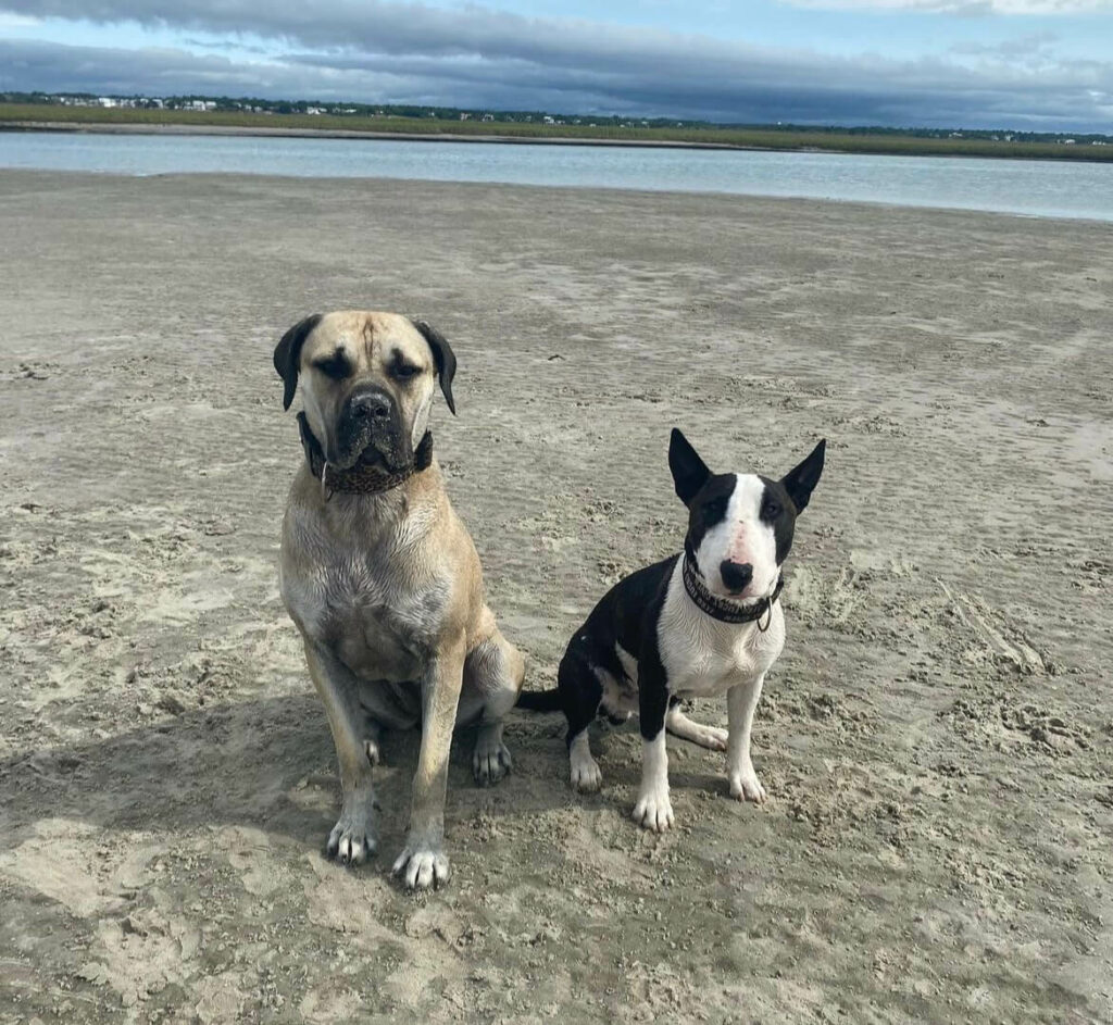 Patient Gallery - Topsail Animal Hospital